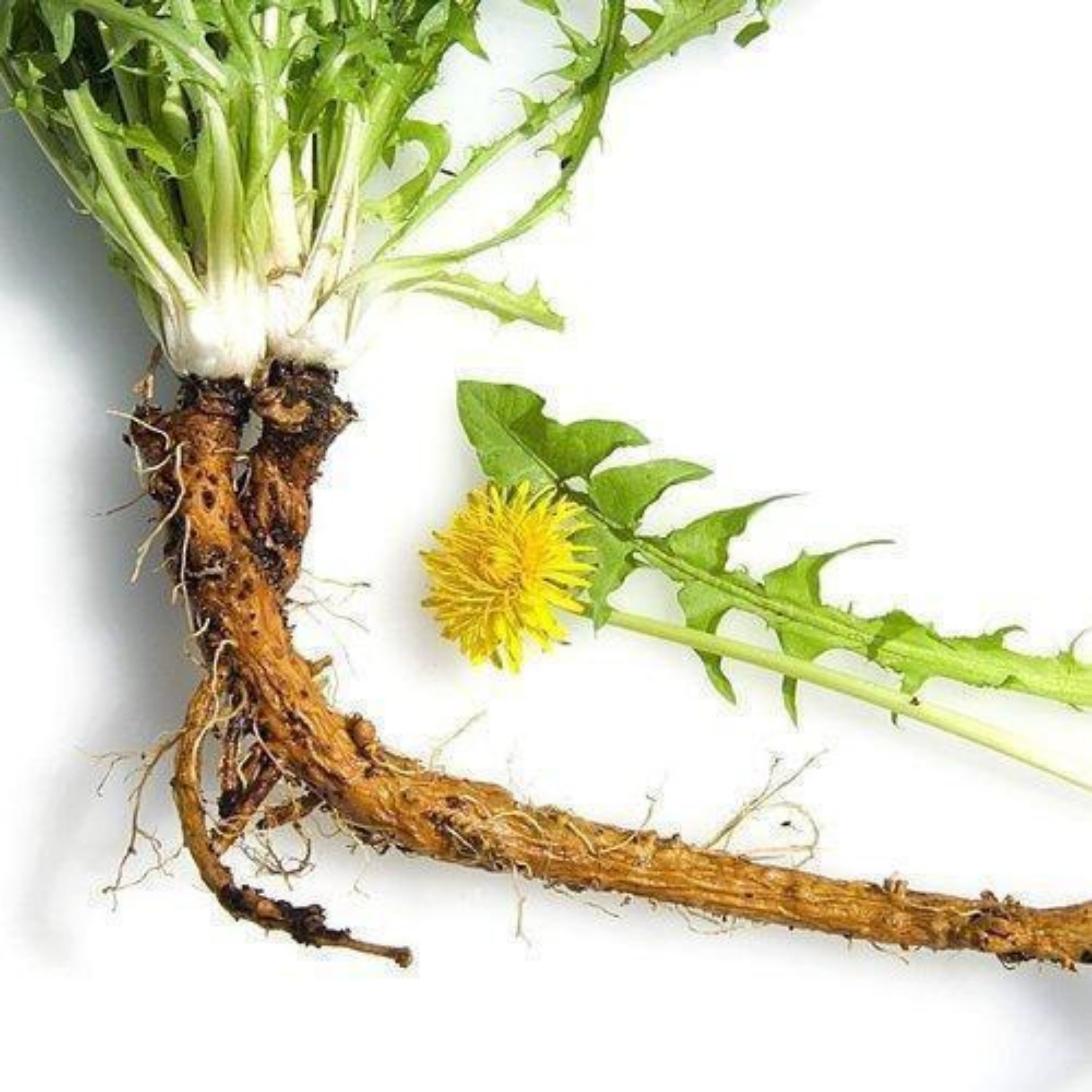 Dandelion Root - Arrae